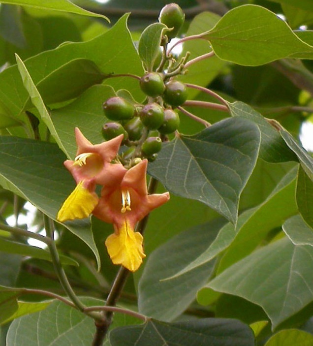 Beechwood (Gambhari) – Global SciTech Ocean