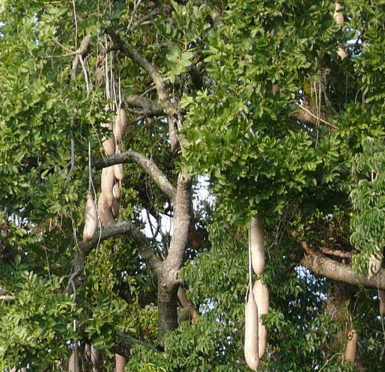 Sausage tree (Balam kheera) – Global SciTech Ocean